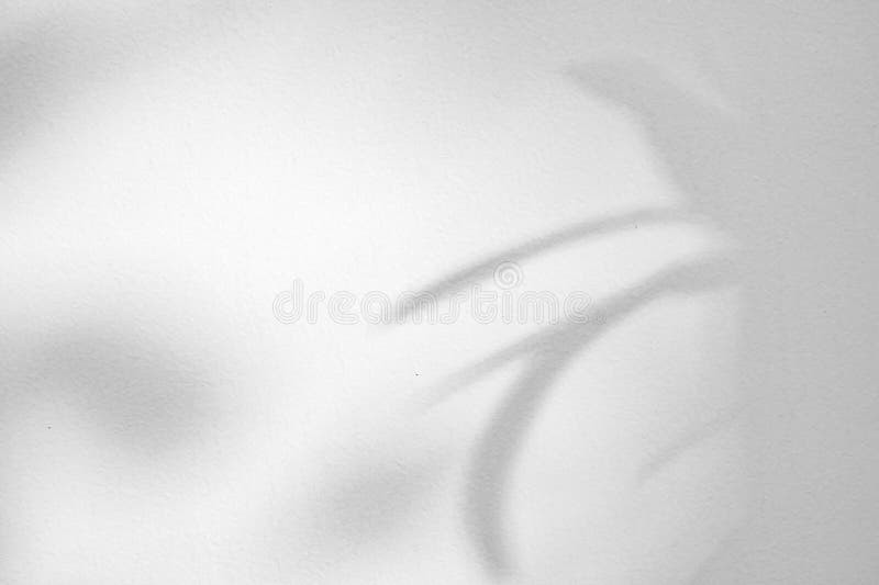 Abstract Natural Tree Leaves Shadow on White Wall Background Stock ...