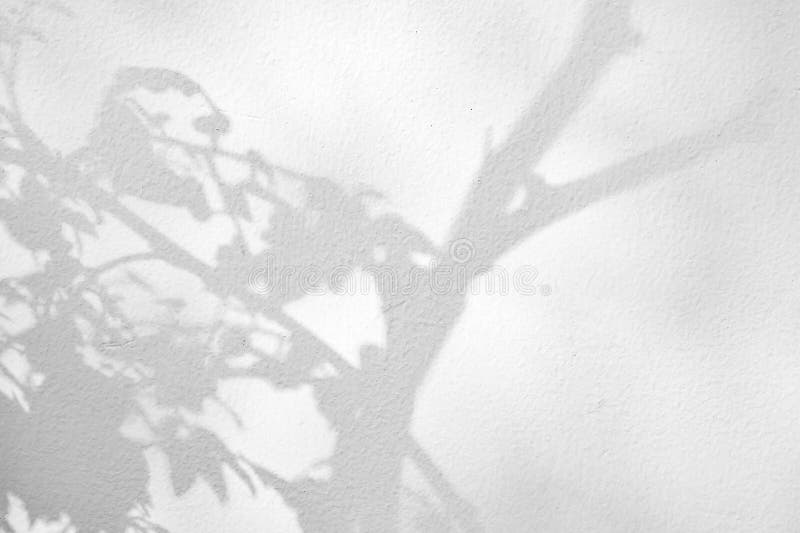 Abstract Natural Tree Leaves Shadow on White Wall Background Stock ...