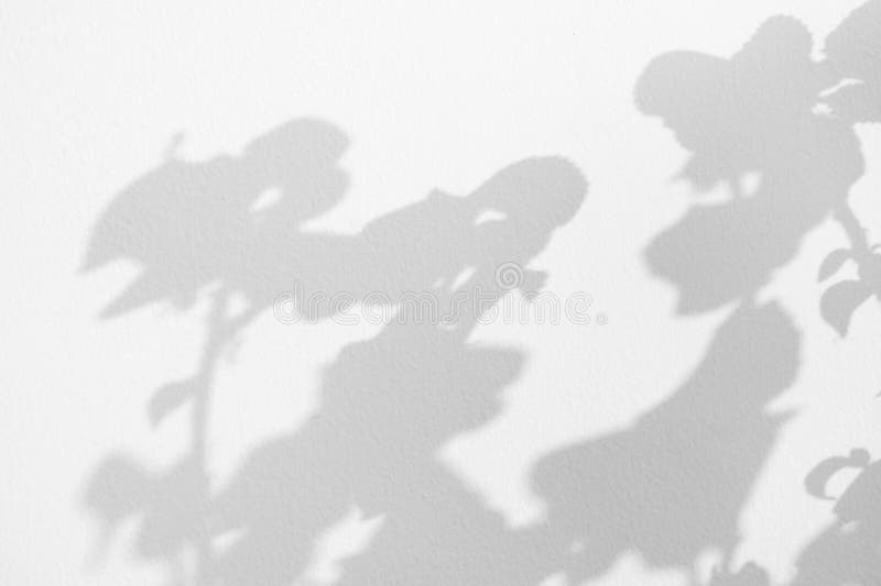 Abstract Natural Tree Leaves Shadow on White Wall Background Stock ...