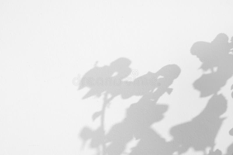 Abstract Natural Tree Leaves Shadow on White Wall Background Stock ...