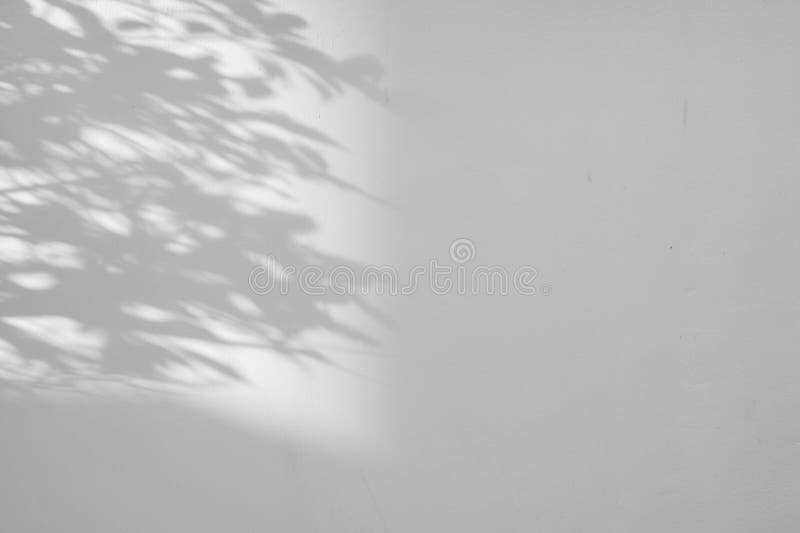 Natural Tree Leaves Shadow on White Wall Background Stock Image - Image ...