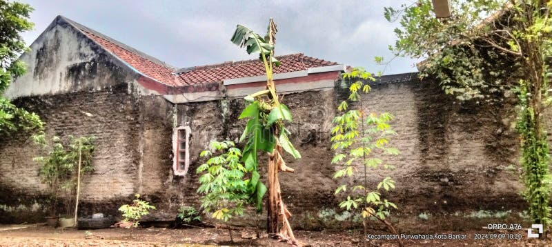 Abstract Natural Tree View House Slum Stock Image - Image of slum, view ...