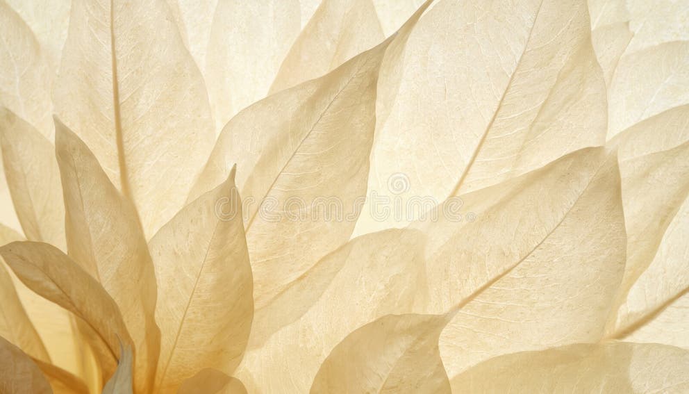 Abstract Nature Backdrop of Translucent Beige Leaves, Creating Delicate ...