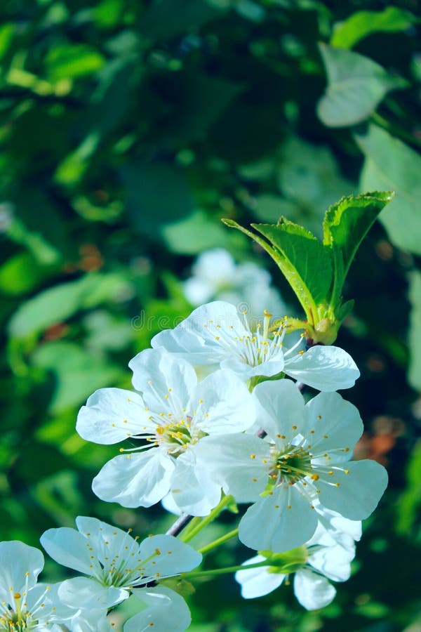 Abstract Nature Background. Cropped Shot of Blooming Cherry Tree ...