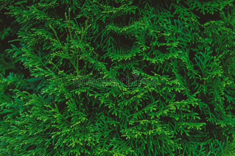 Abstract Nature Background with Evergreen Plant Leaves of Thuja Stock ...