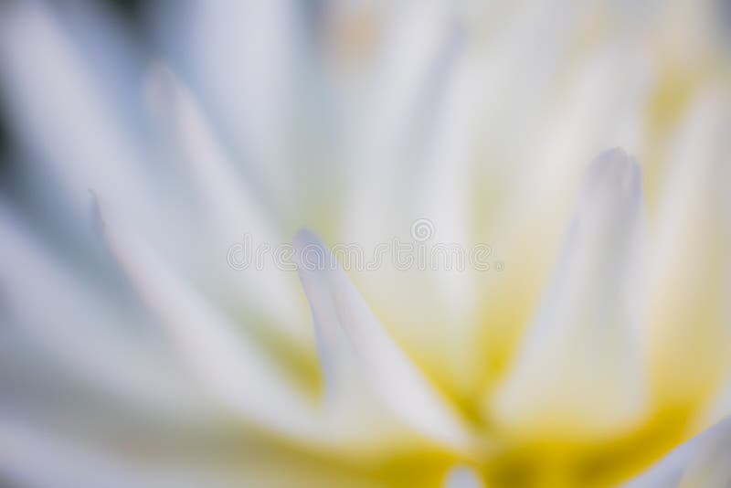 Abstract Nature Background of Flower Petals Stock Photo - Image of ...
