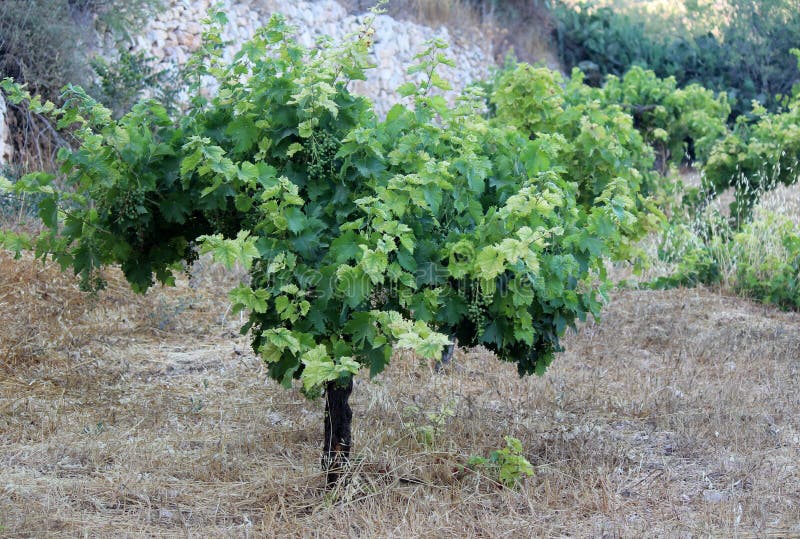 Grape tree in the garden stock photo. Image of flora - 180089884