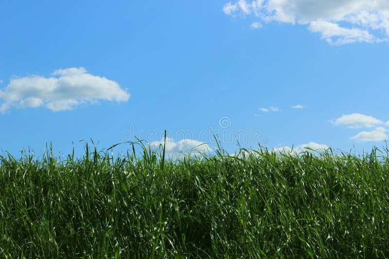 Abstract Nature Background Green Grass Over Blue Sky And White Clouds Background Beautiful