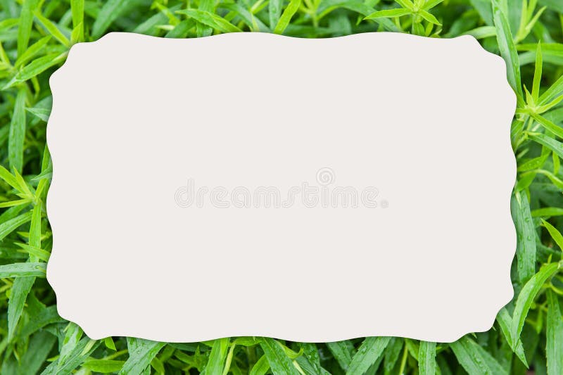 Abstract Nature Background with Green Plant Leaves and Creative Frame ...