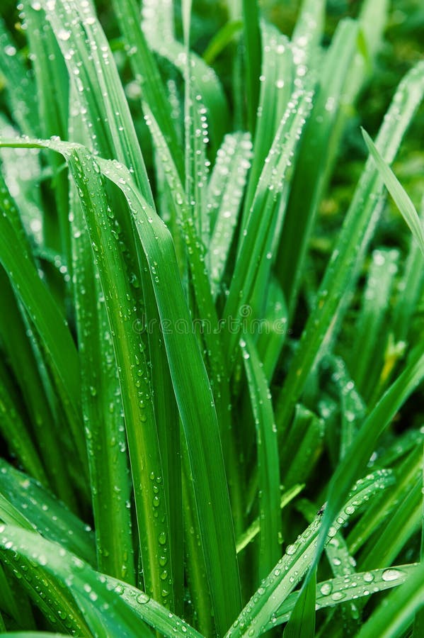 Abstract Nature Background with Green Plant Leaves and Drops of Rain ...