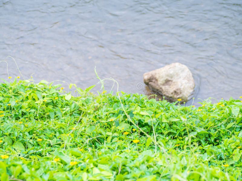 Abstract Nature Background of Green Plants and River Stock Photo ...
