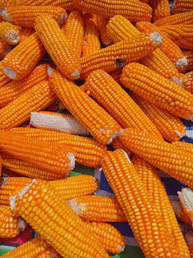 Abstract Nature Background, Made from a Collection of Corn and Ripe ...