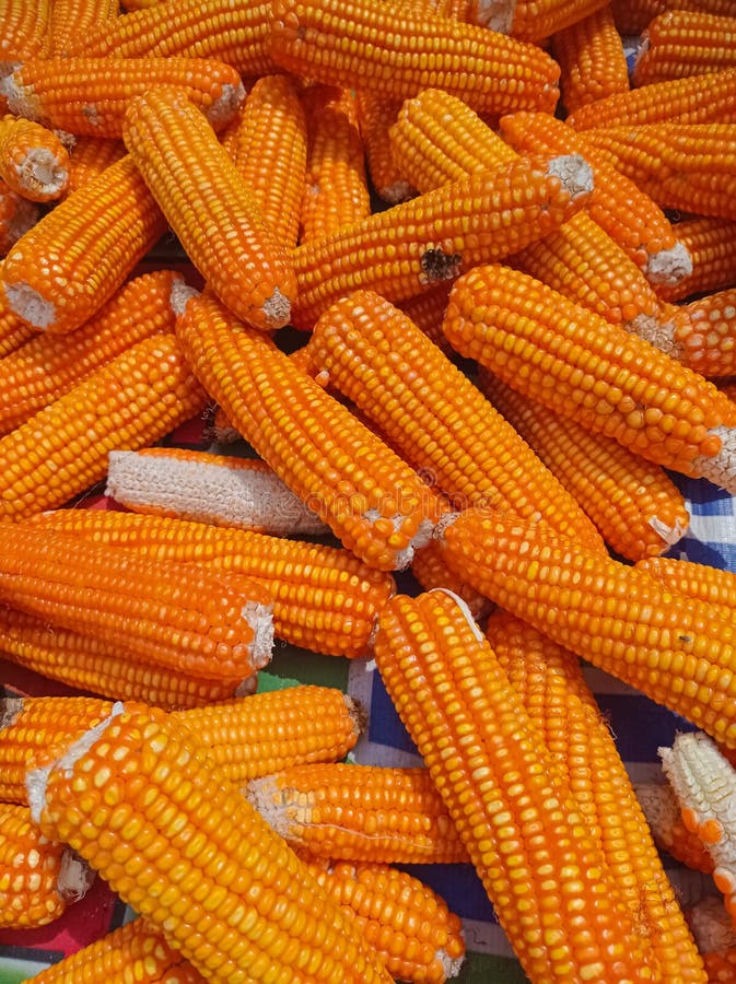 Abstract Nature Background, Made from a Collection of Corn and Ripe ...