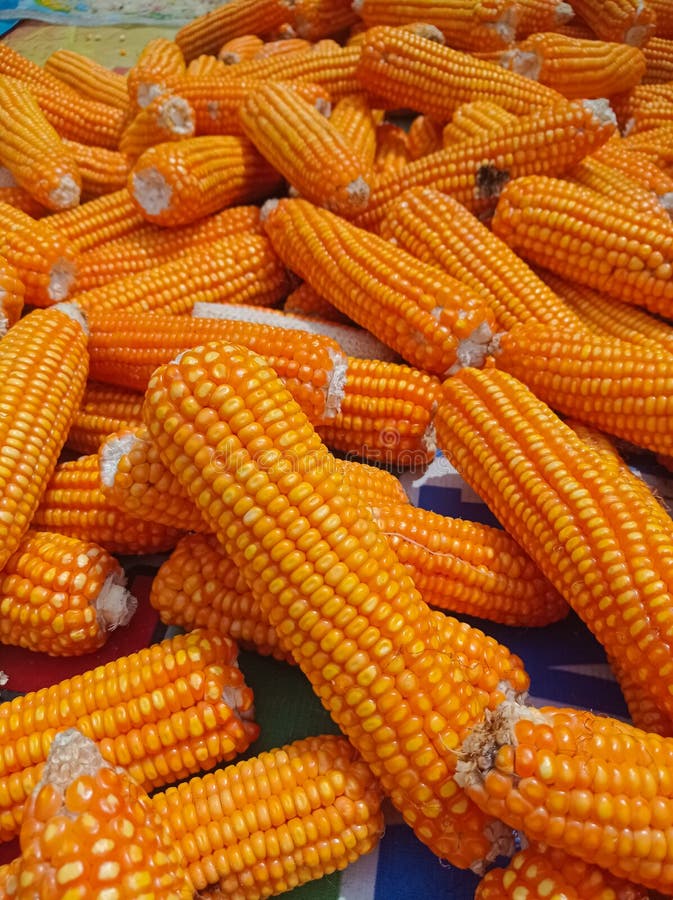 Abstract Nature Background, Made from a Collection of Corn and Ripe ...