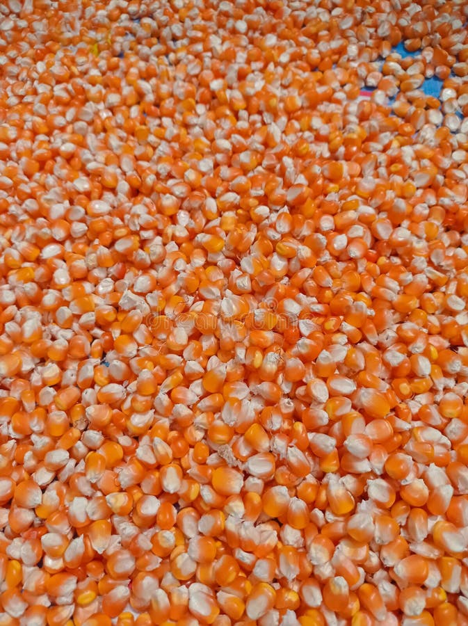 Abstract Nature Background, Made from a Collection of Corn and Ripe ...