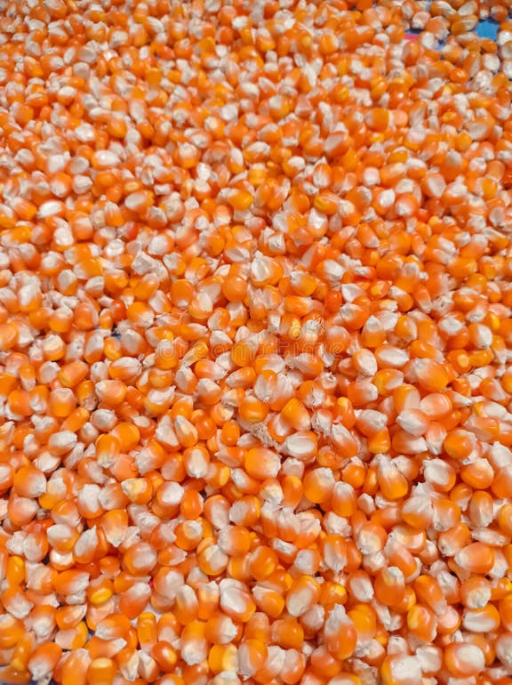 Abstract Nature Background, Made from a Collection of Corn and Ripe ...