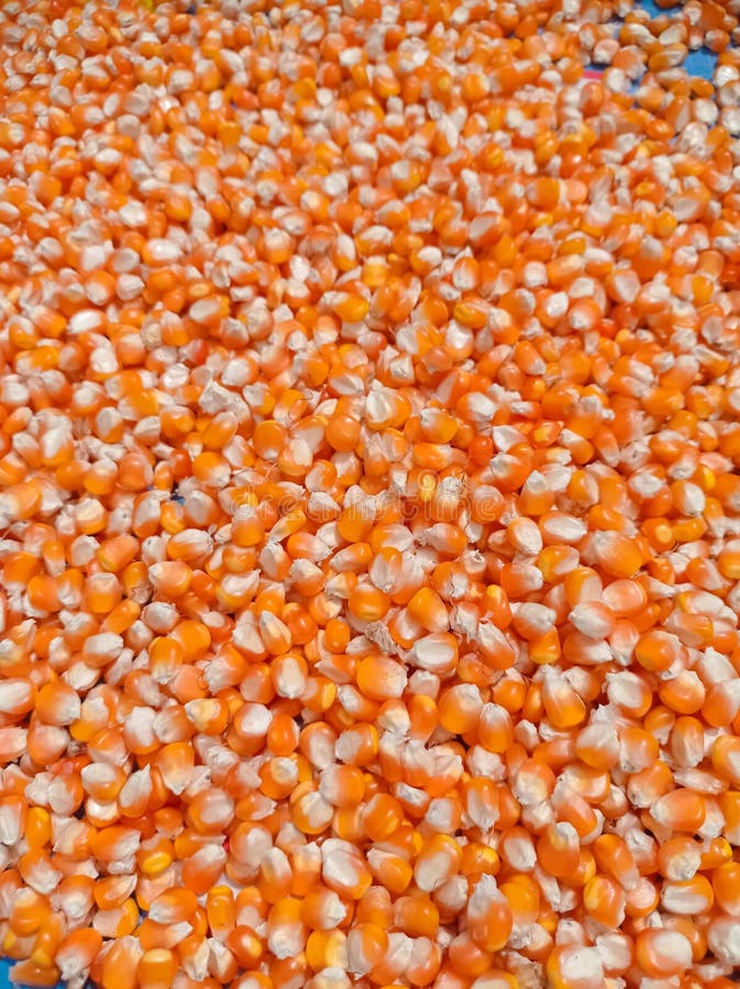 Abstract Nature Background, Made from a Collection of Corn and Ripe ...
