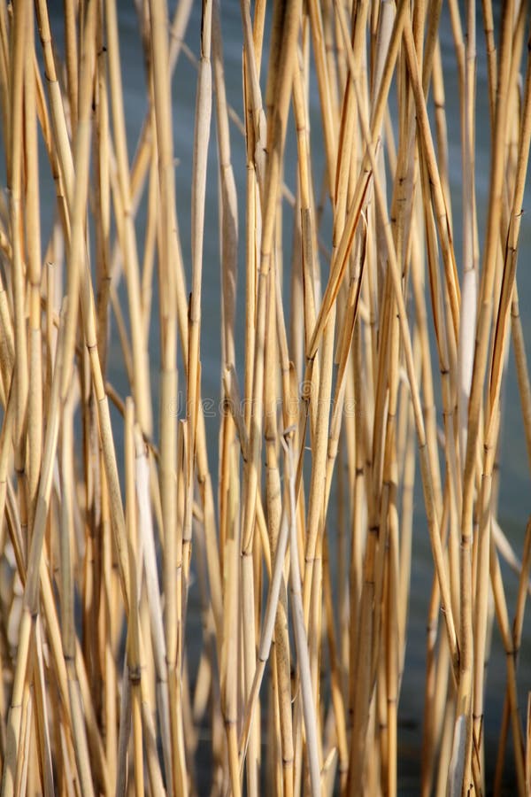 Abstract Nature Background: Reed Stock Image - Image of landscape ...
