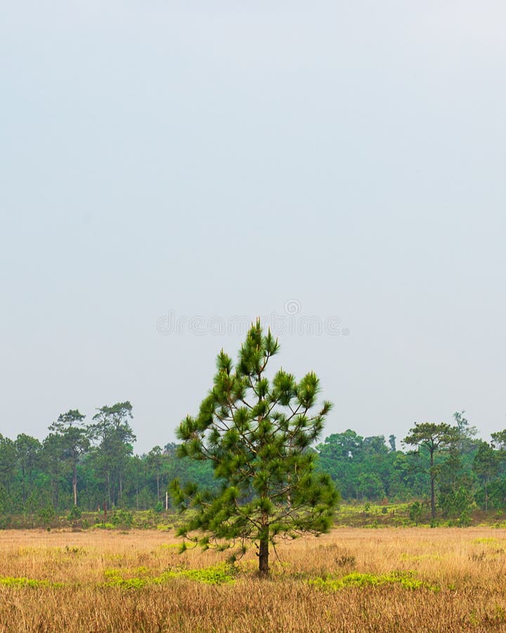 Abstract Nature Background Single Pine on Dry Grass Field Stock Image ...