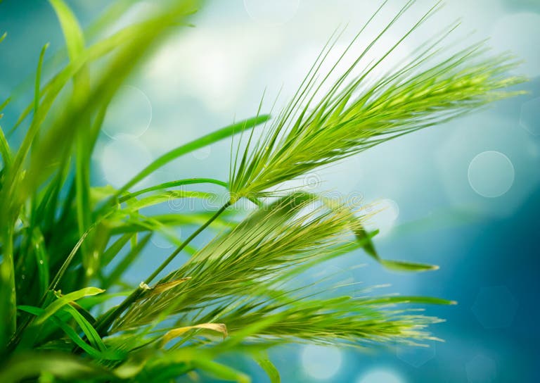 Abstract nature stock photo. Image of elegance, frame - 33137032