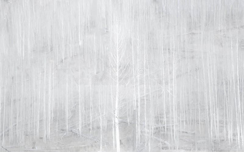 Abstract Aspen Birch Trees in Winter for Background Stock Photo - Image ...