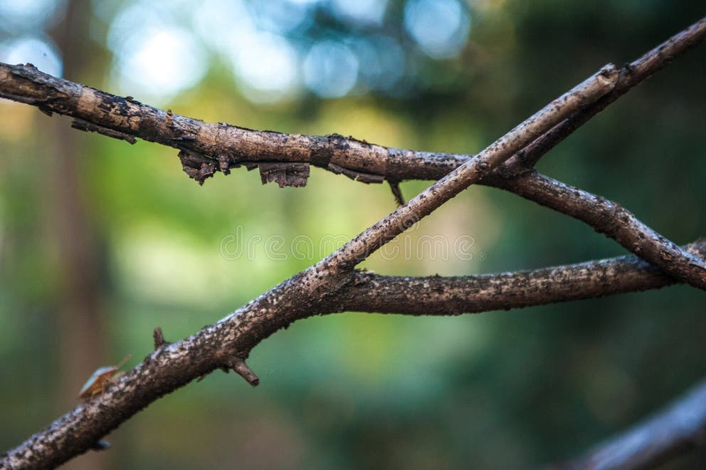 Abstract Nature with Branch on Focus Stock Photo - Image of freshness ...
