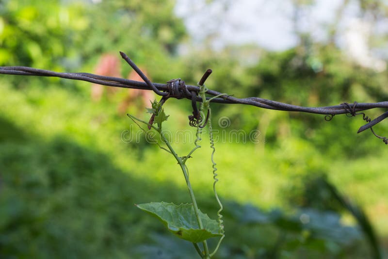 Abstract Nature, Climbing Plant Grows Over Barbed Wire Stock Image ...