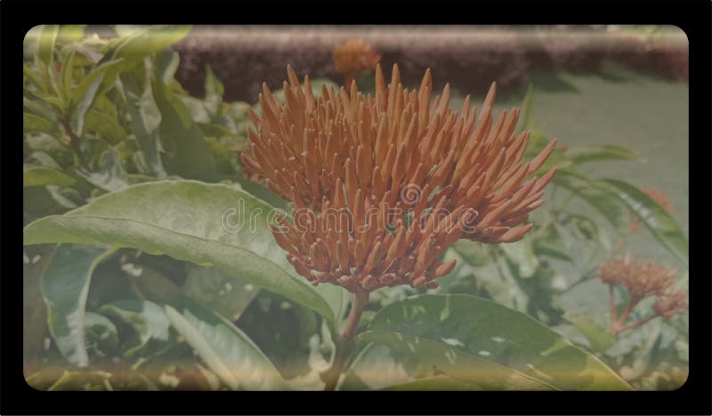 Nature Dull Background Template for Website, Abstract Info Graphics ...