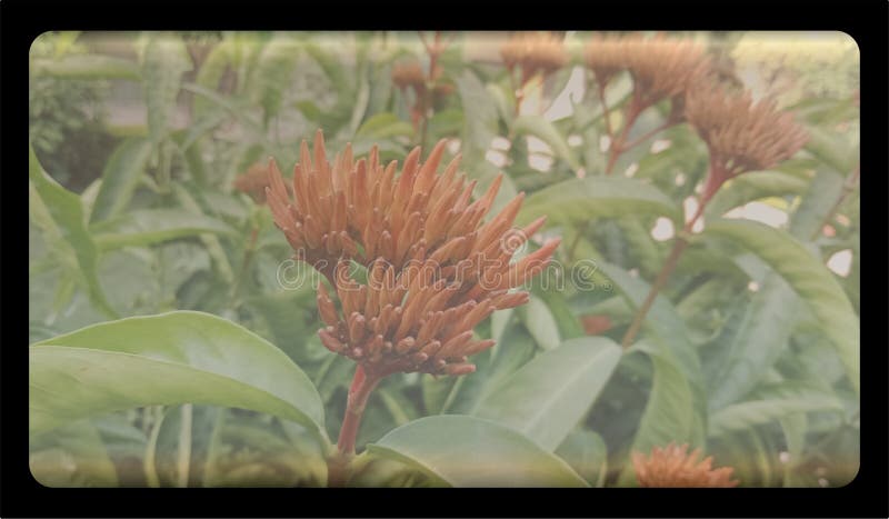 Nature Dull Background Template for Website, Abstract Info Graphics ...