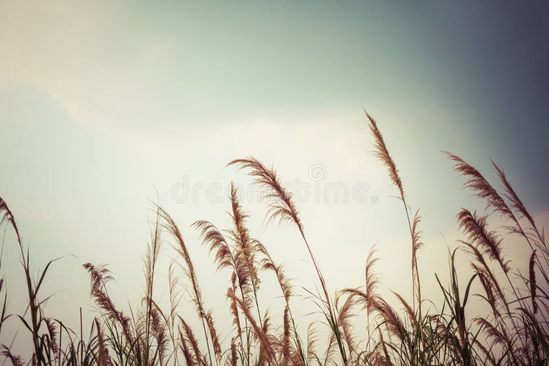 Abstract Nature Grass Field and Sky Background Stock Photo - Image of ...
