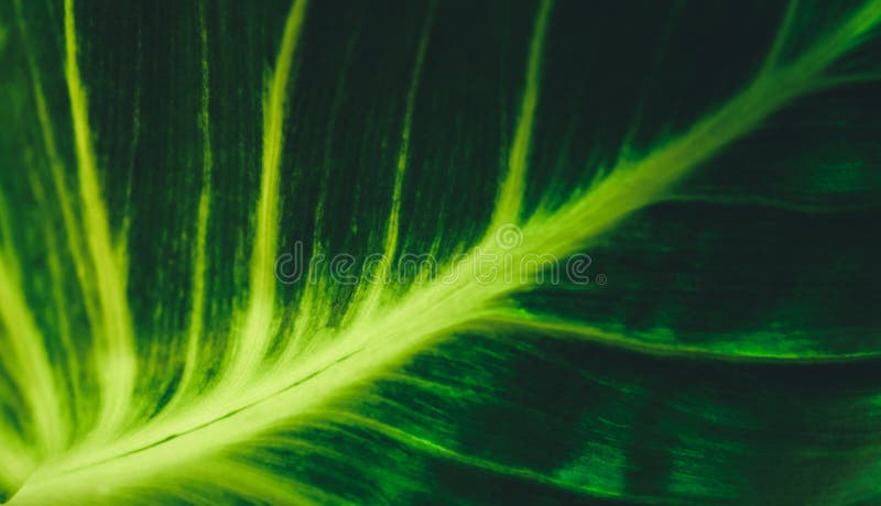Abstract Nature Green Blurred Background Nature Leaf on Greenery ...