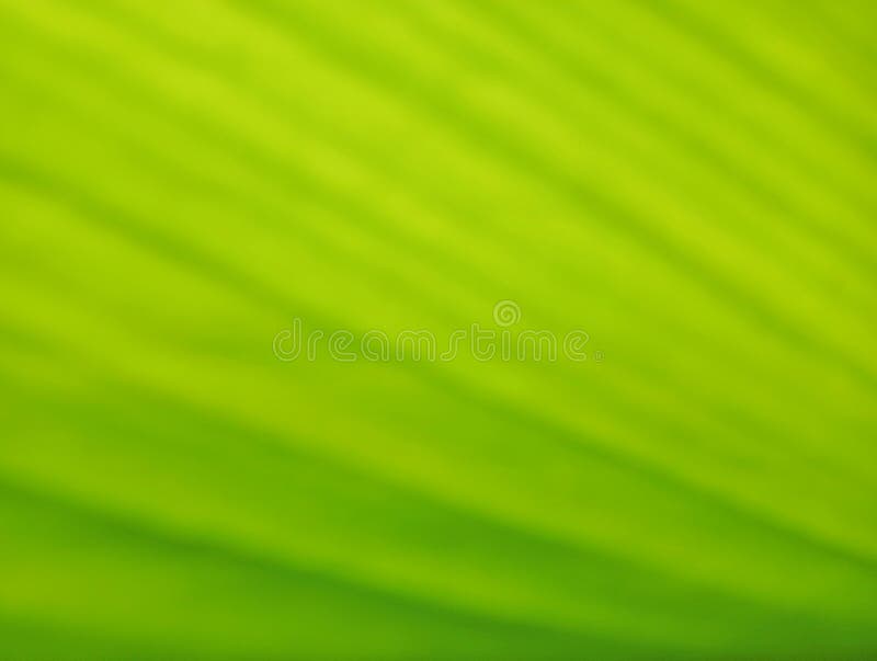 Defocused of Green Leaf Texture Background. Natural Light Green Colored ...