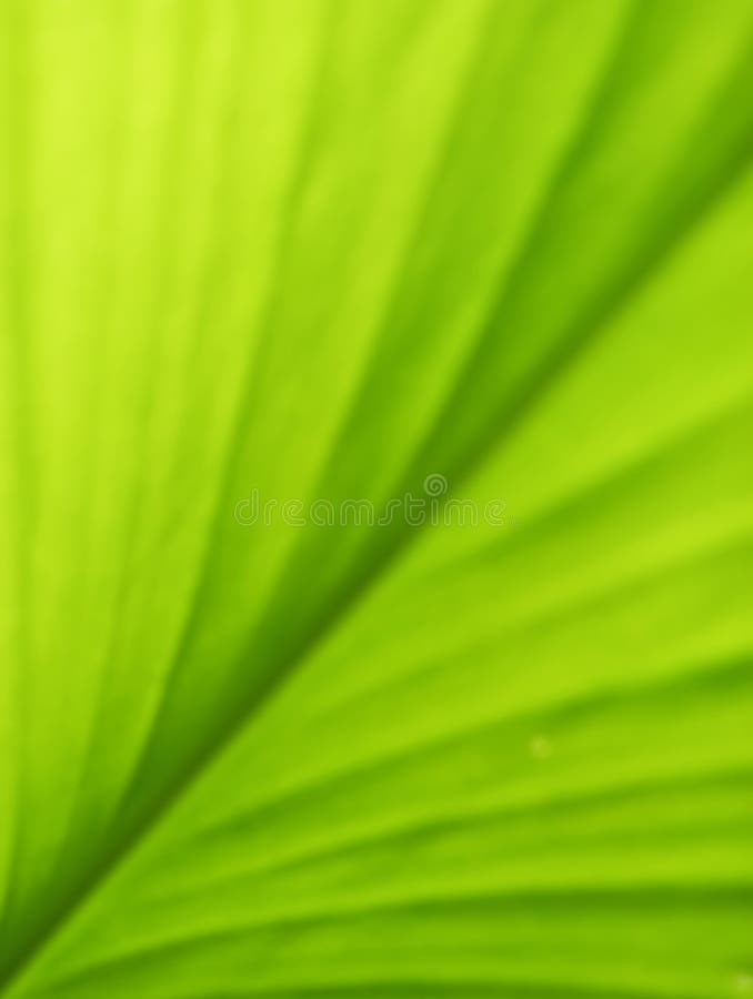 Defocused of Green Leaf Texture Background. Natural Light Green Colored ...