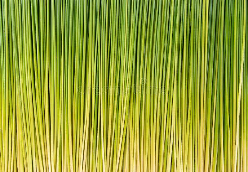Abstract Nature Green Vertical Texture Background with Papyrus Plant ...