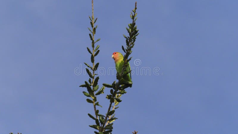 A V Shape Branch stock photo. Image of shape, parakeet - 165875388
