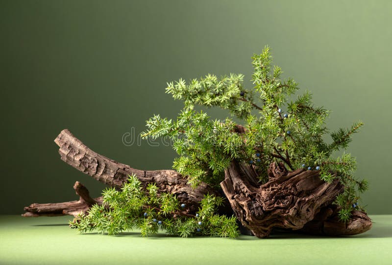 Abstract Nature Scene with a Composition of Juniper Branches and Dry ...