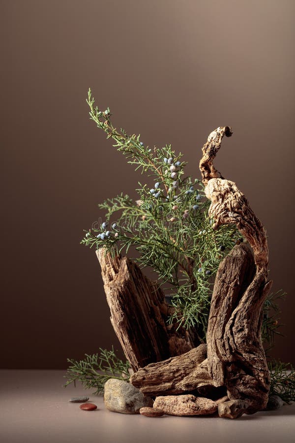 Abstract Nature Scene with a Composition of Juniper and Dry Snags Stock ...