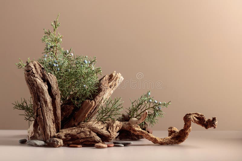Abstract Nature Scene with a Composition of Juniper and Dry Snags Stock ...