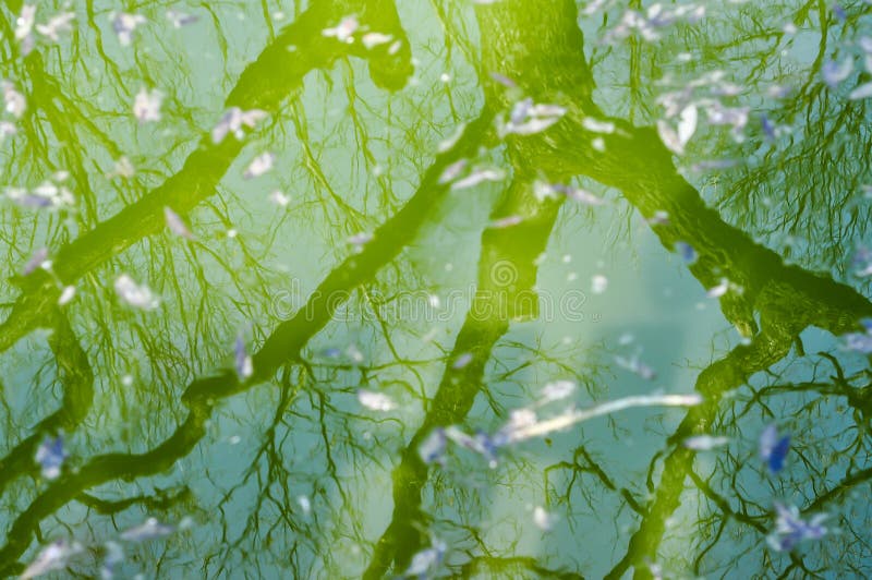 Abstract nature details stock photo. Image of rough - 193126470