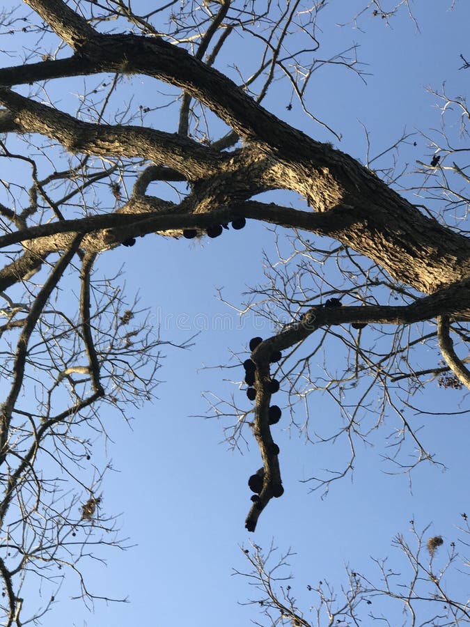 Abstract Nature of a Tree Branches with Several Plant Growth. Stock ...