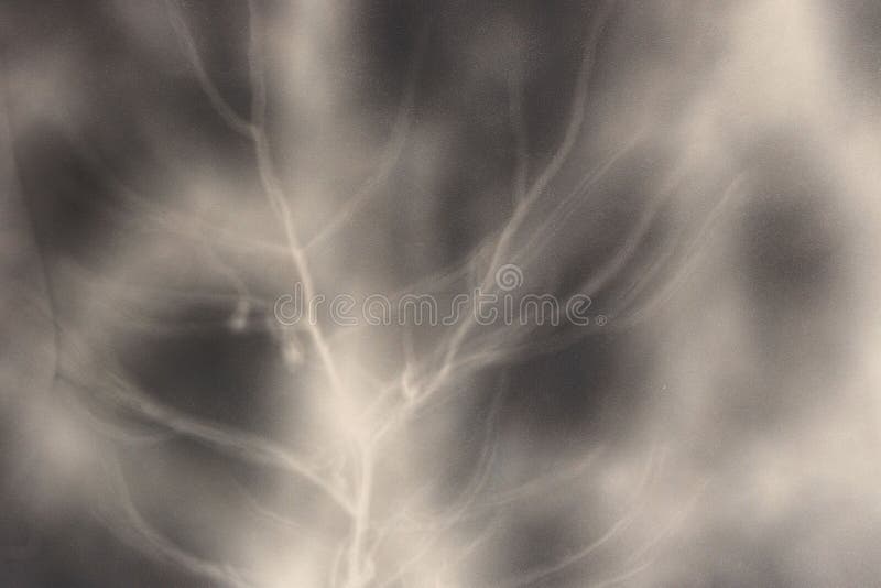 Negative tree branches stock image. Image of negative - 86340565
