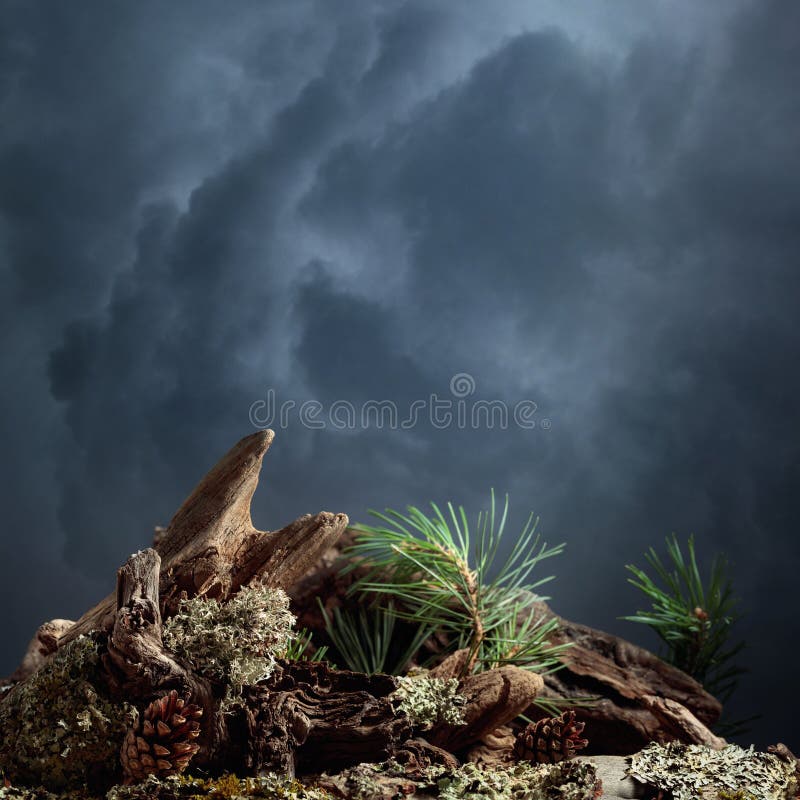 Abstract North Nature Scene with a Composition of Lichen, Pine Branches ...