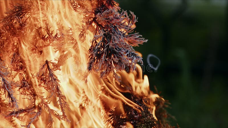 Abstract Oak Wood Bonfire in Flames Smoke and Ashes Stock Video - Video ...