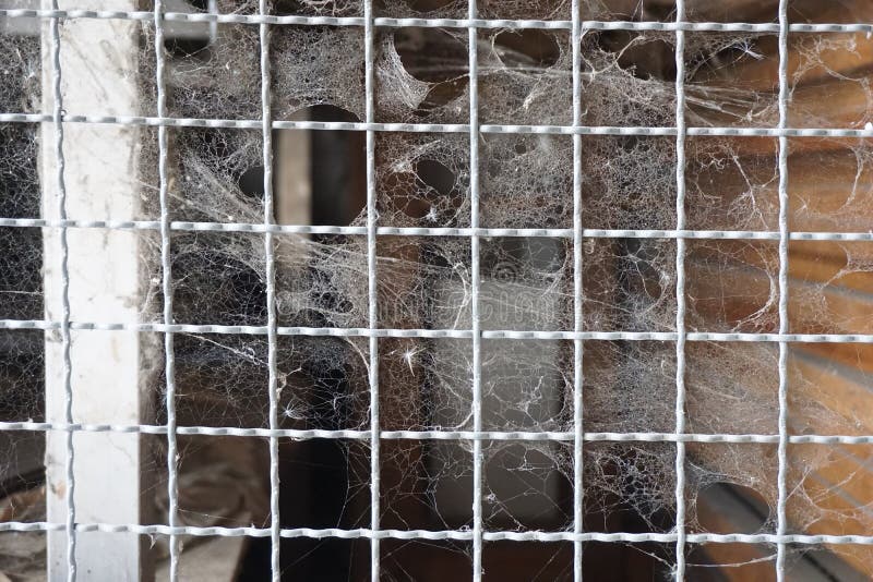 Old spider web stock photo. Image of halloween, deserted - 108292552