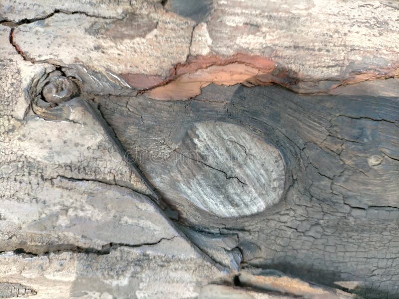 Abstract Old Tree Wood Even Though it is Old but Still Very Beautiful ...