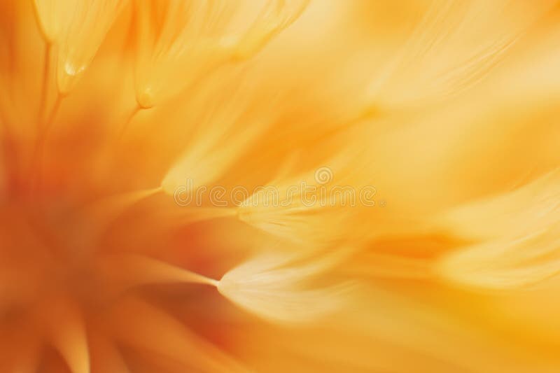 Abstract Orange Color Gradient Dandelion Flower Stock Photo - Image of ...