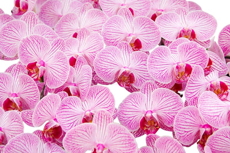 Abstract orchid background stock image. Image of bright - 4293507