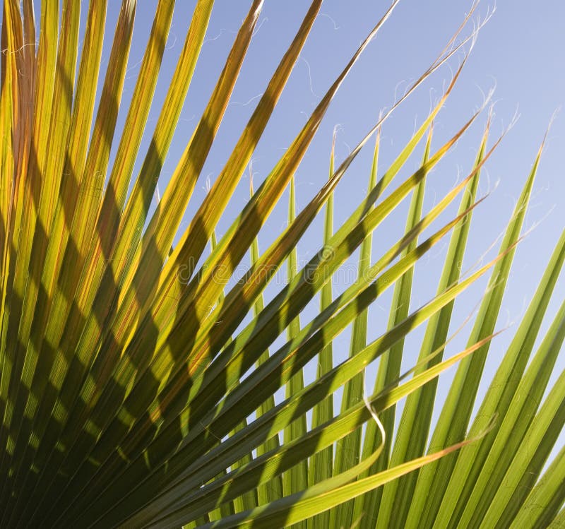 Abstract Palm Leaf Background Stock Photo - Image of details, leaves ...