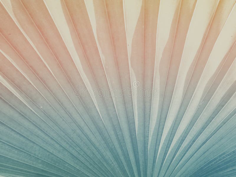 Abstract Palm Leaf in Full Frame. Stock Image - Image of tropical ...
