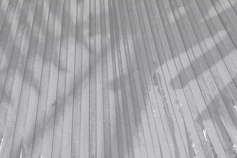 Abstract Palm Leaf Texture Background with Grey Filter Stock Photo ...